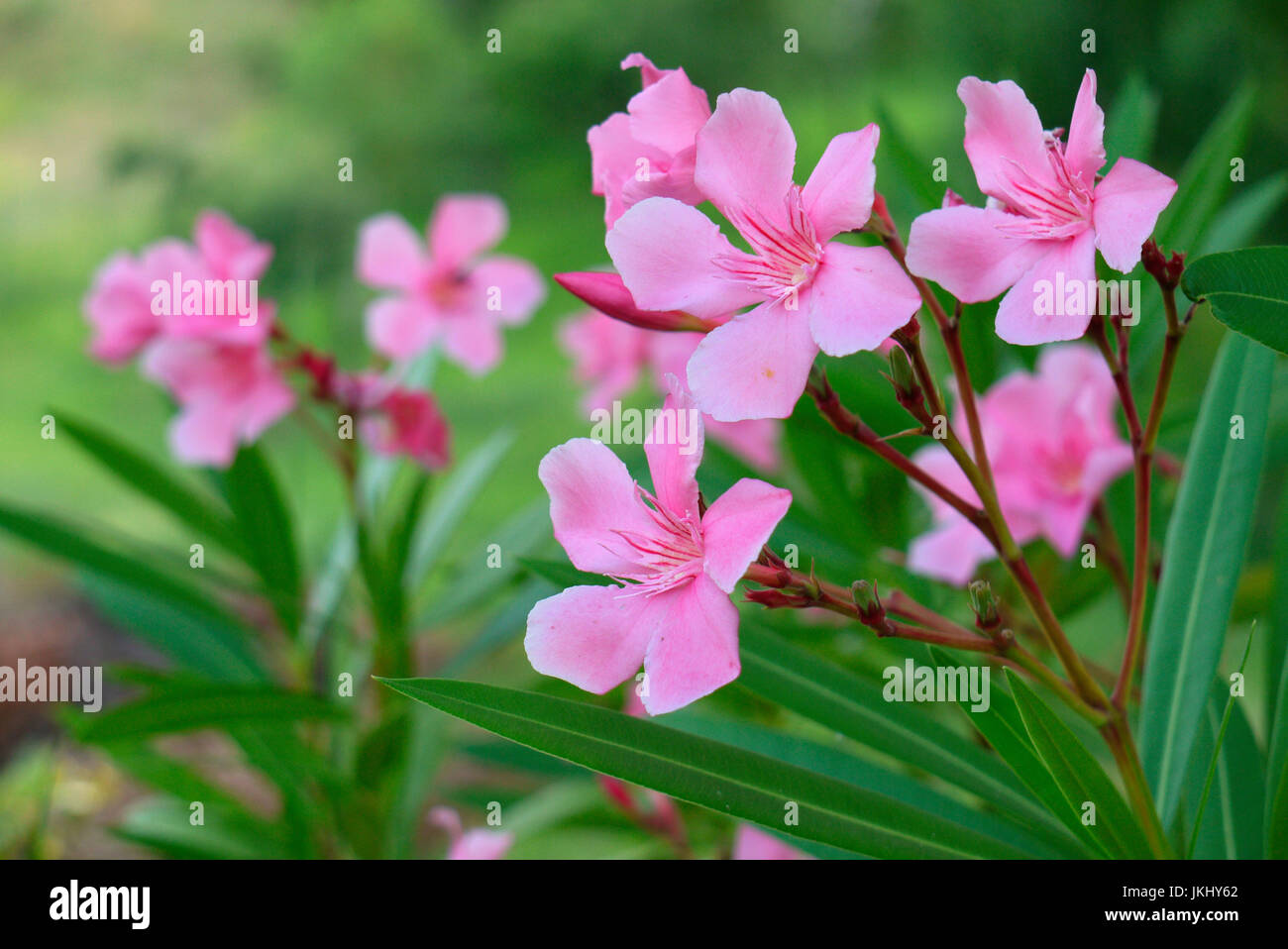 Pink oleanders hi-res stock photography and images - Alamy
