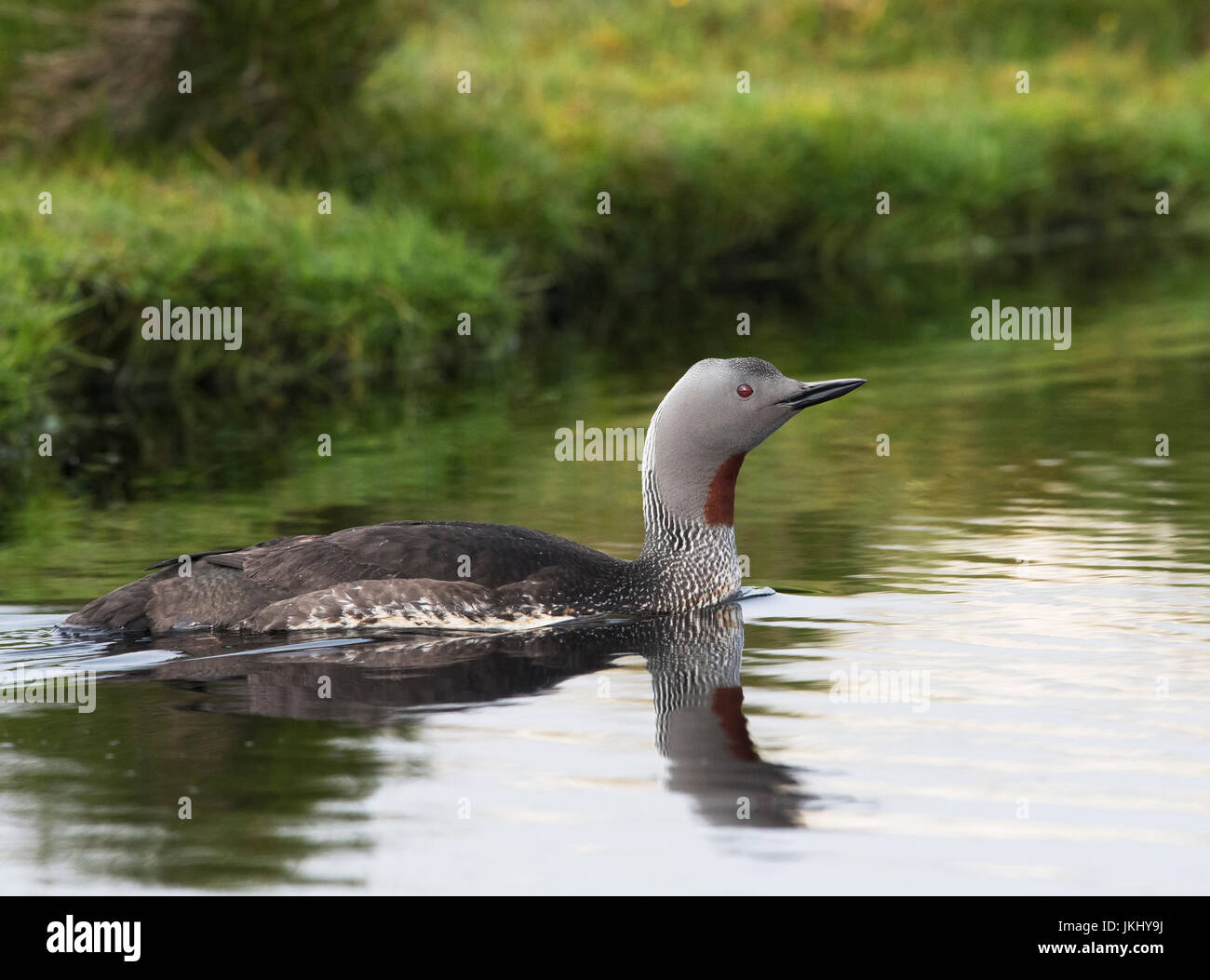 Red throated diver and scotland hi-res stock photography and images - Alamy