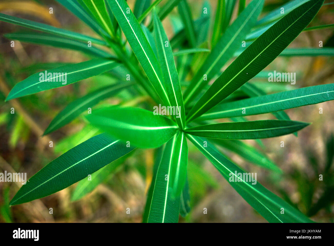 Oleander leaves hi-res stock photography and images - Alamy