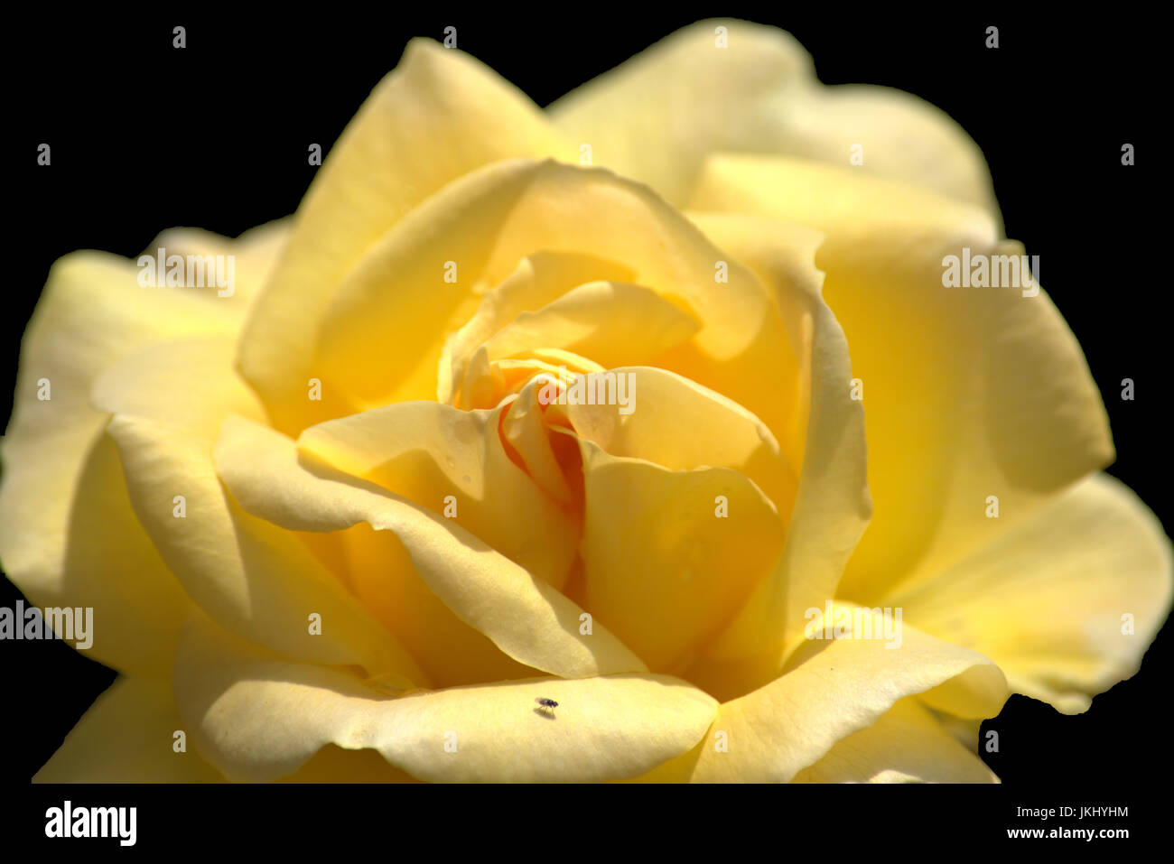 Yellow rose isolated on black background Stock Photo - Alamy