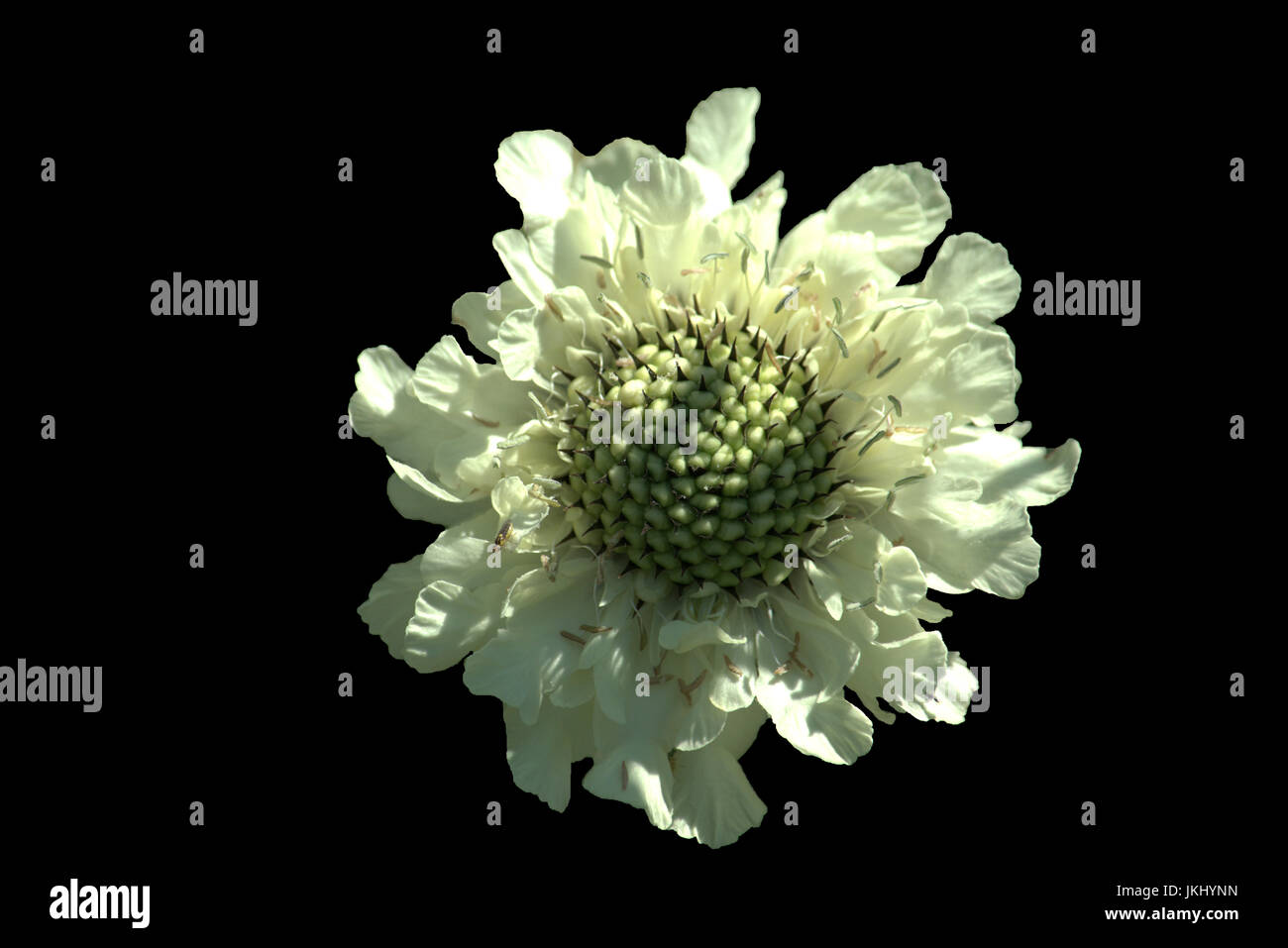 White giant scabious flower isolated on black background Stock Photo ...