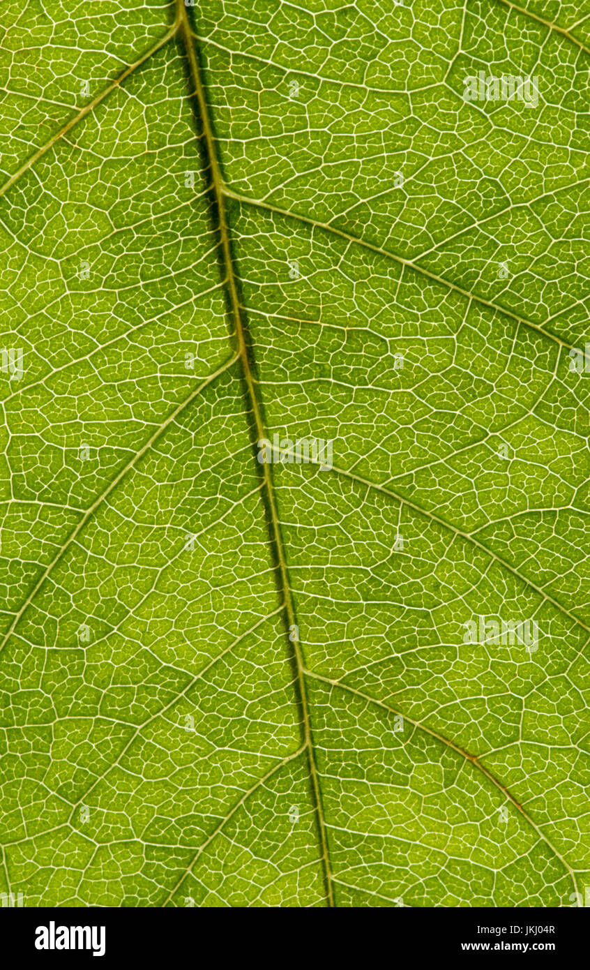 Vascular structure of leaf hi-res stock photography and images - Alamy