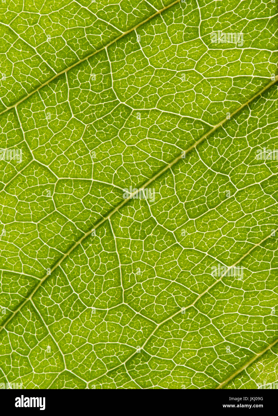 Vascular structure of leaf hi-res stock photography and images - Alamy