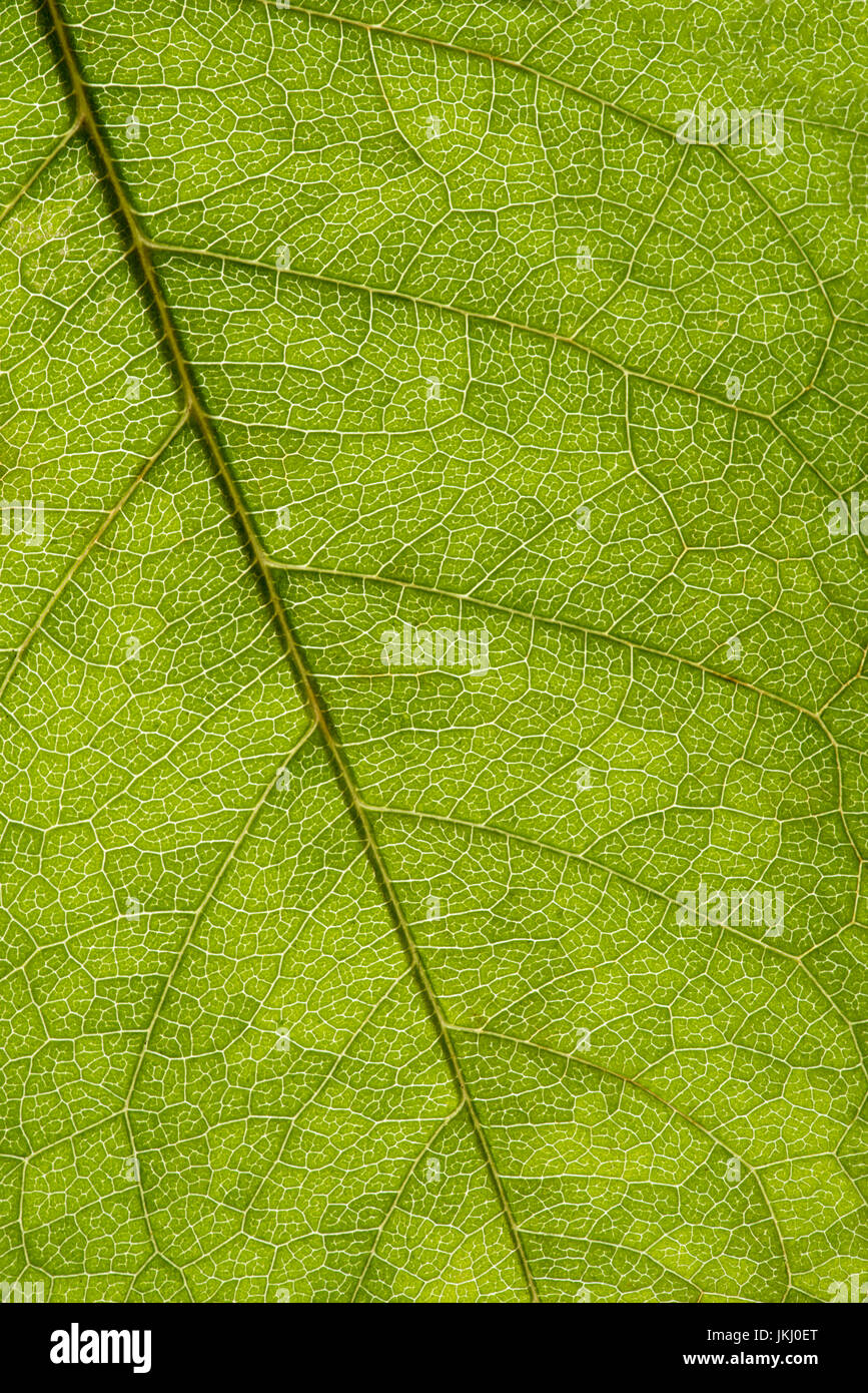 Structure of green leaf, macro image Stock Photo - Alamy