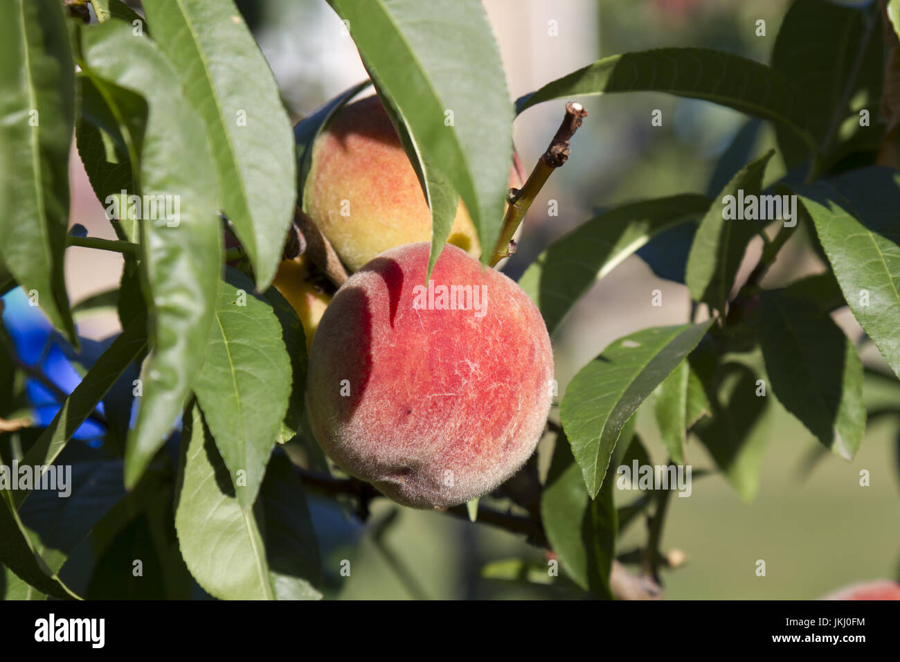 Sweet peach fruits growing on a peach tree branch Stock Photo - Alamy