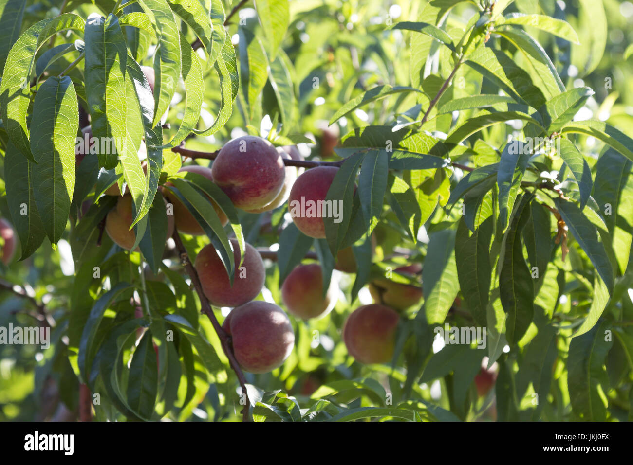 Peach harvest georgia hi-res stock photography and images - Alamy