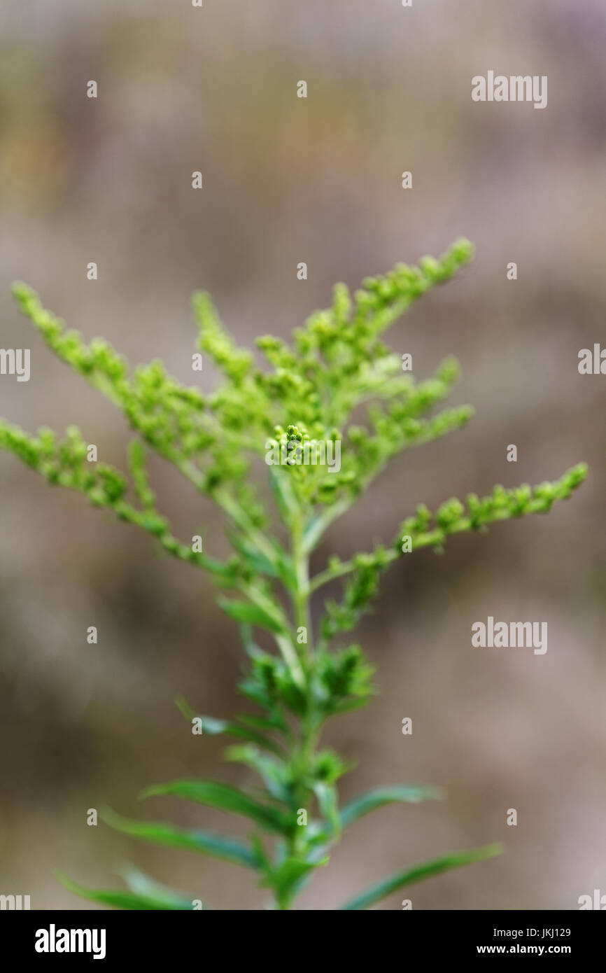 Inflorescence of grass close-up on blurred background Stock Photo - Alamy