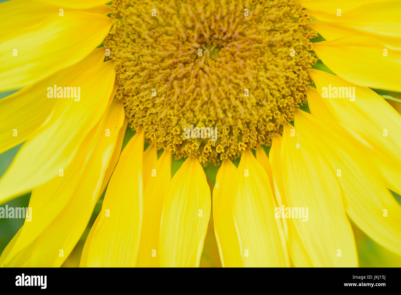 Macro texture of Sunflower details in horizontal frame Stock Photo - Alamy