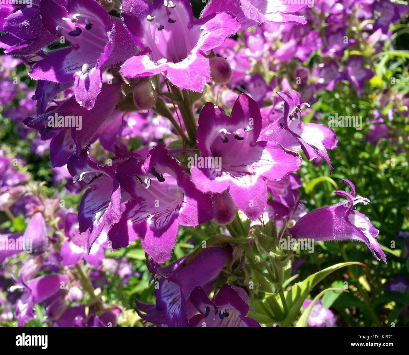 Gorgeous purple flowers hi-res stock photography and images - Alamy