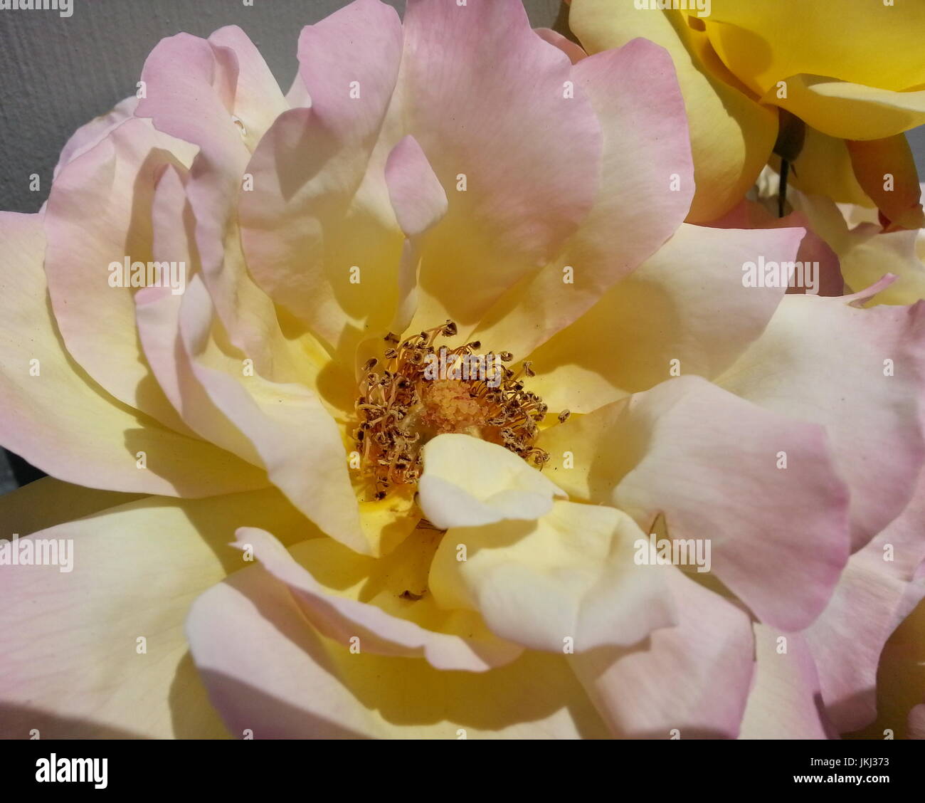 Garden rose hi-res stock photography and images - Alamy