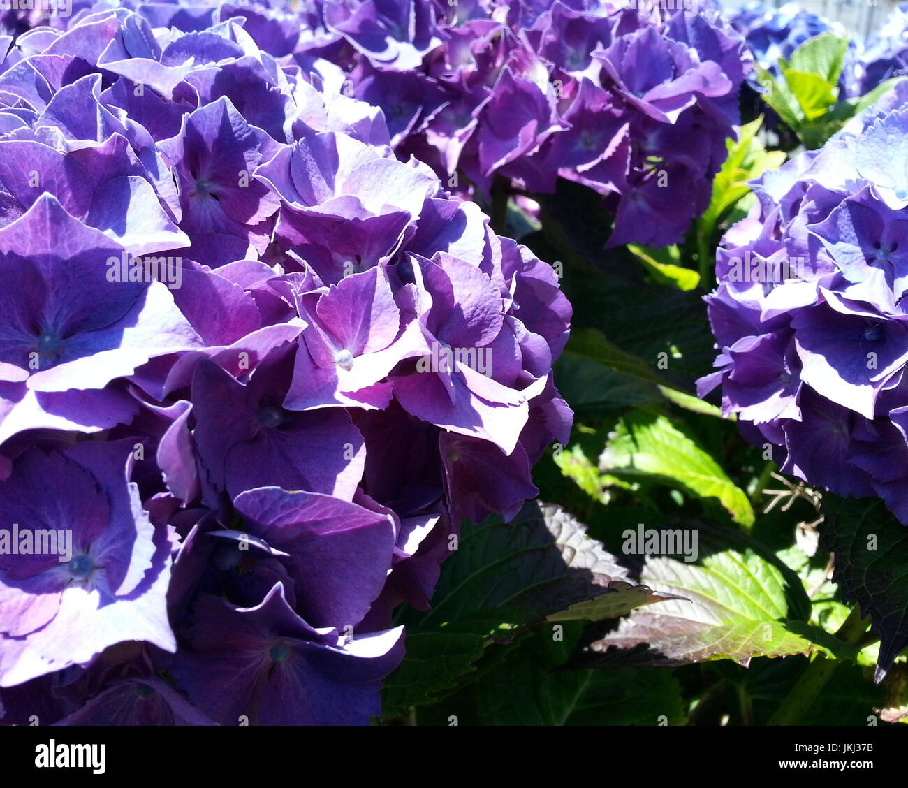 Purple Hydrangea Bush Closeup Stock Photo - Alamy