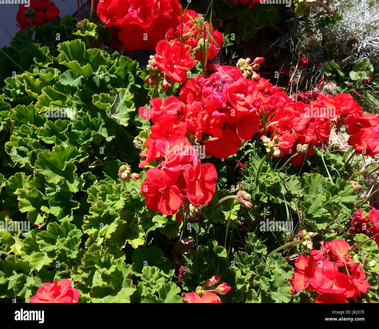 Red flowering bush hi-res stock photography and images - Alamy