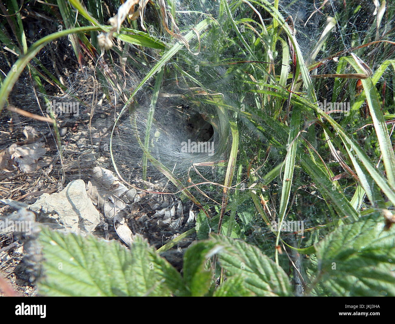 Spider web, Spider net Stock Photo - Alamy
