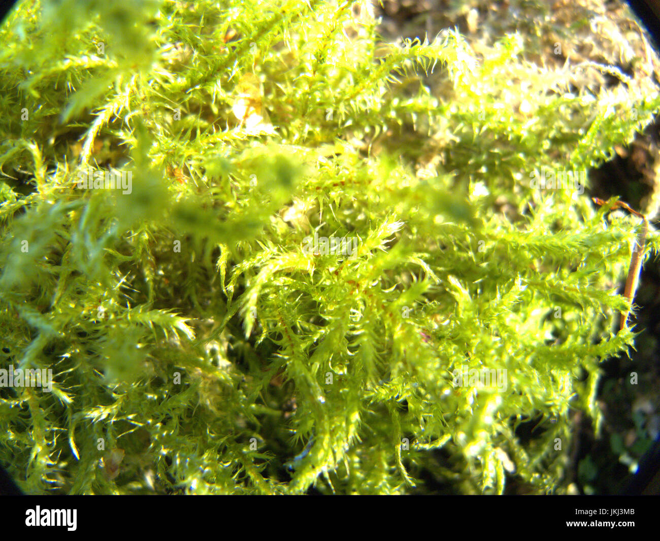 Moss up close Stock Photo - Alamy