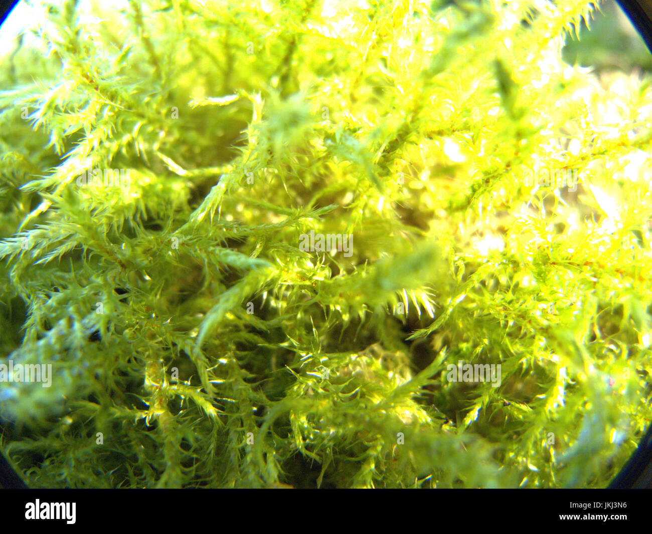 Moss up close Stock Photo - Alamy