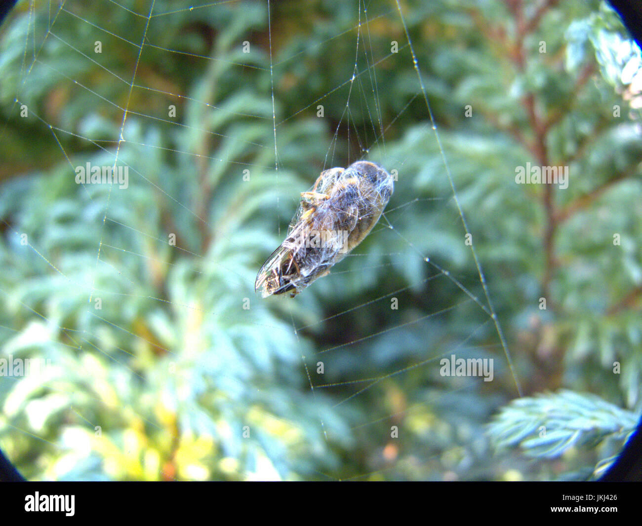 Fly in a spider's web Stock Photo - Alamy