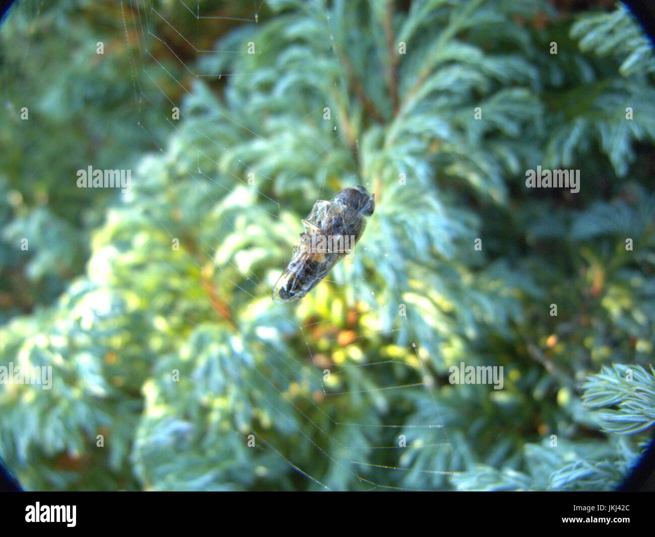 Fly in a spider's web Stock Photo - Alamy