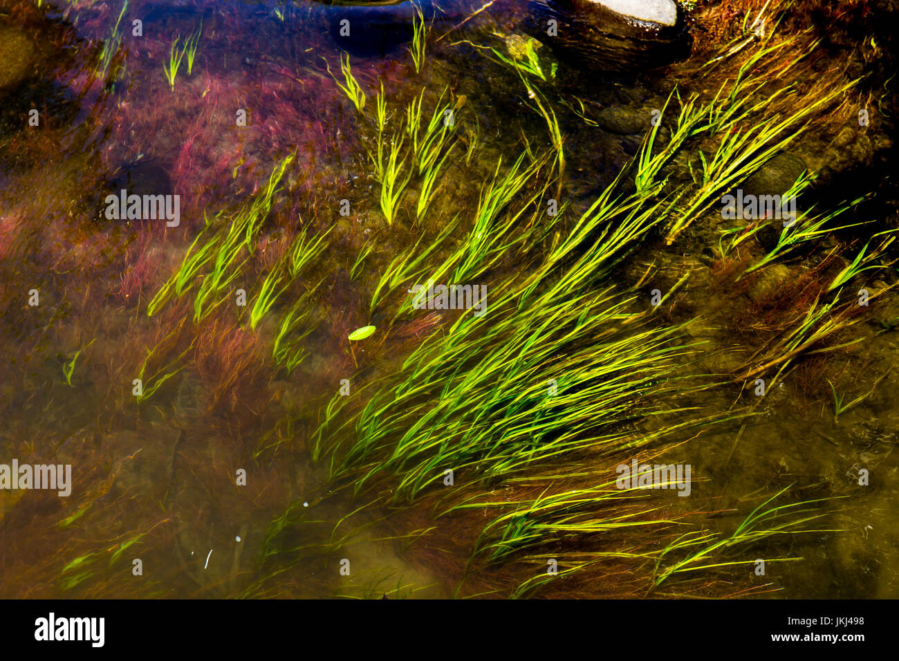 Leaning Grass In Shallow Water Stock Photo - Alamy