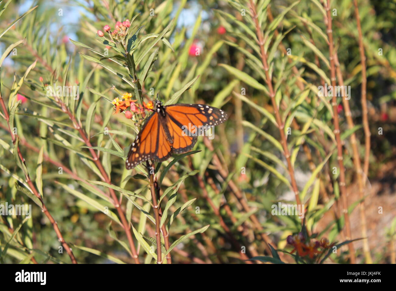 Monarch Butterfly on flowers Stock Photo - Alamy
