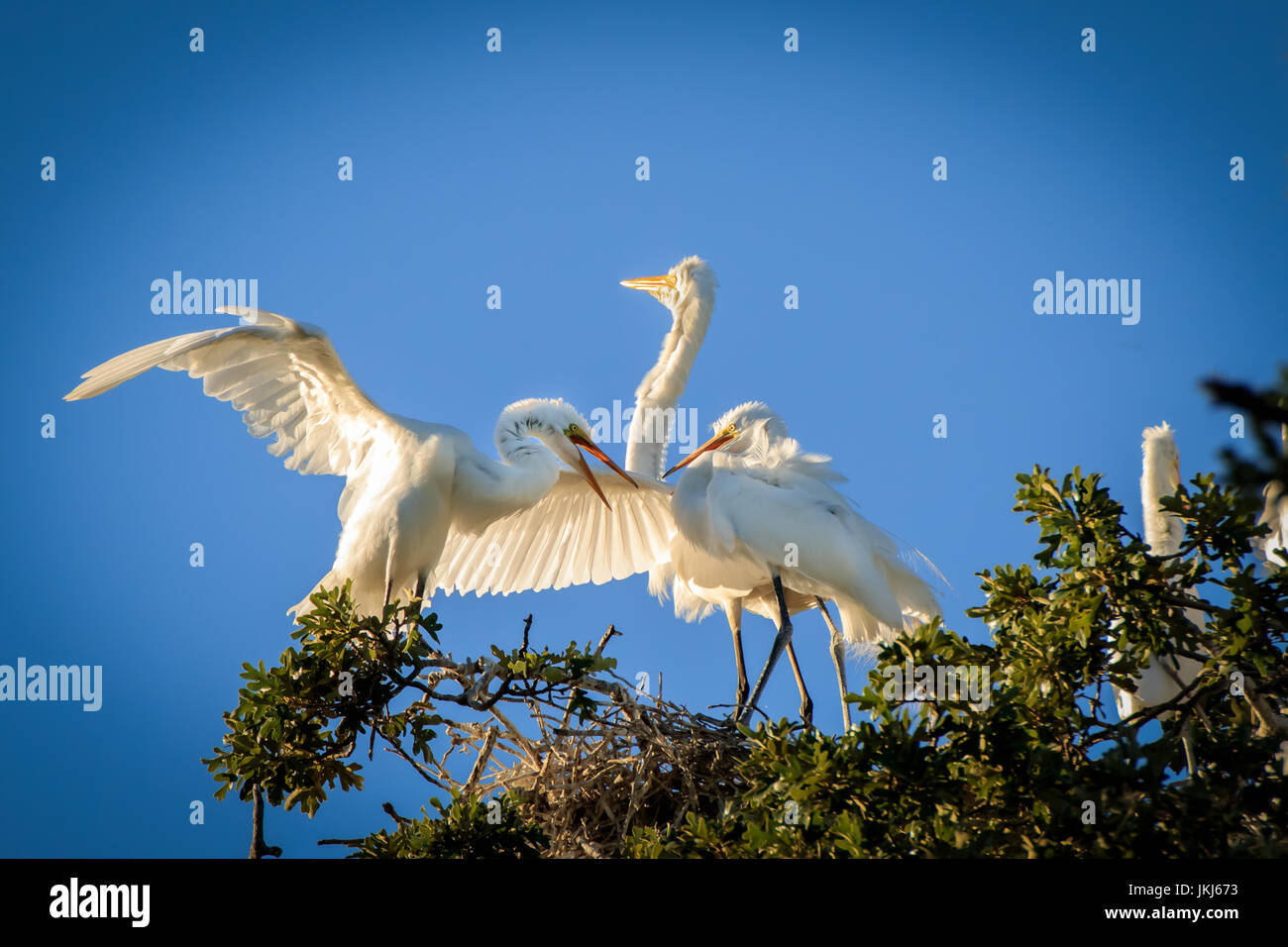 Several Great Egrets interacting in tree tops Stock Photo - Alamy