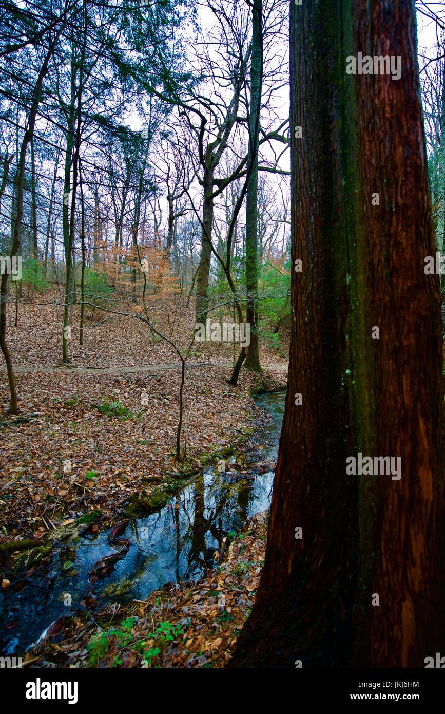 An Eastern Redwood Tree taken in a park in Sewanee, Tennessee Stock ...