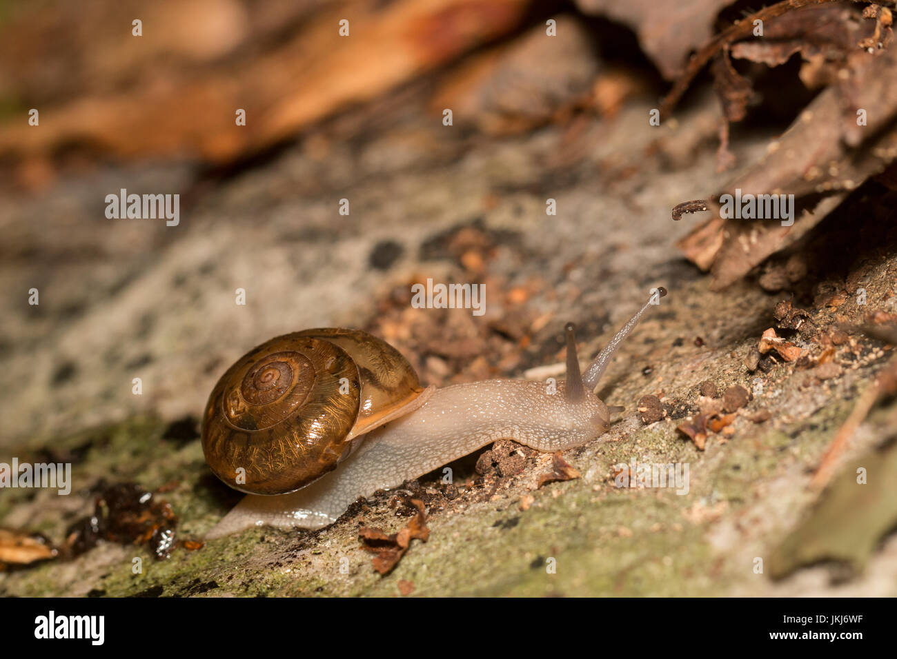 Small pink land snail Stock Photo - Alamy
