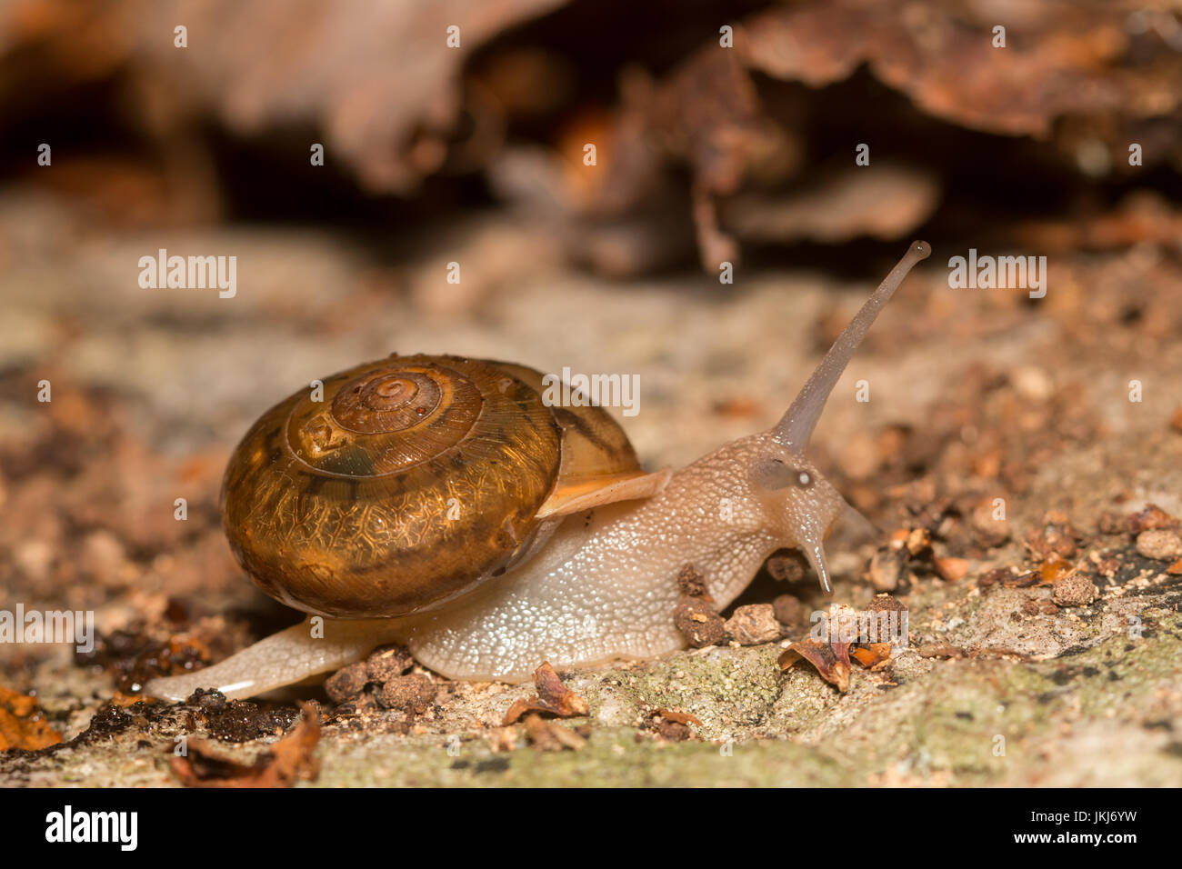 Small pink land snail Stock Photo - Alamy