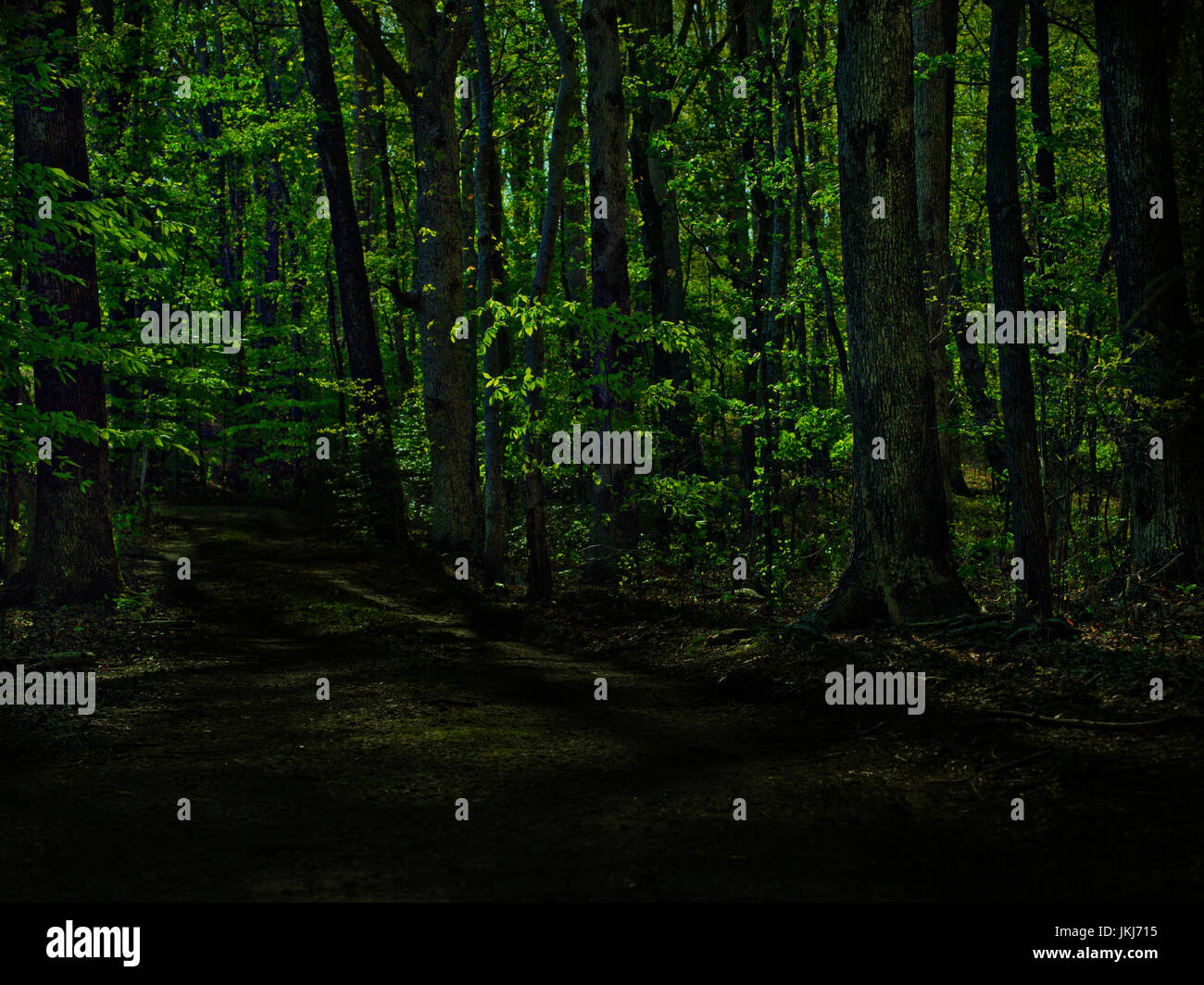 A Green Tennessee Forest Scene Stock Photo - Alamy