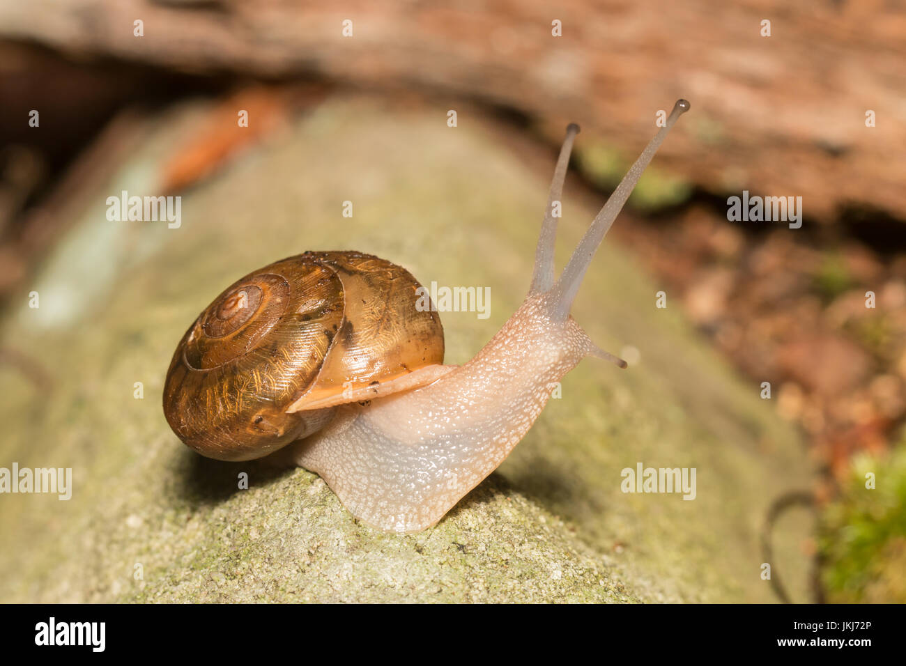 Small pink land snail Stock Photo - Alamy