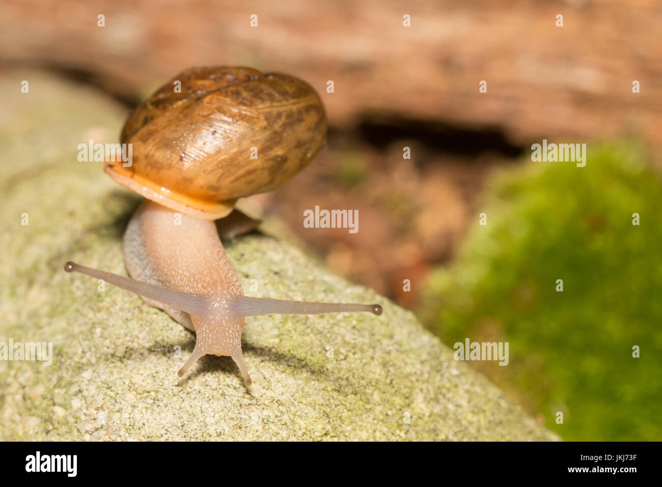 Small pink land snail Stock Photo - Alamy