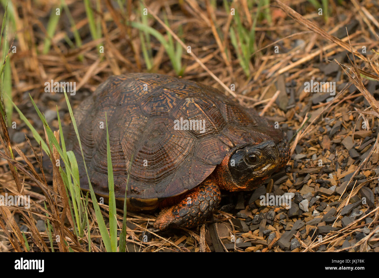 Male wood turtle - Glyptemys insculpta Stock Photo - Alamy