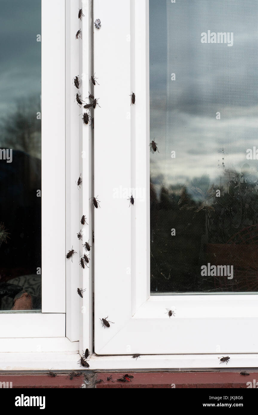 Swarm of bugs hi-res stock photography and images - Alamy