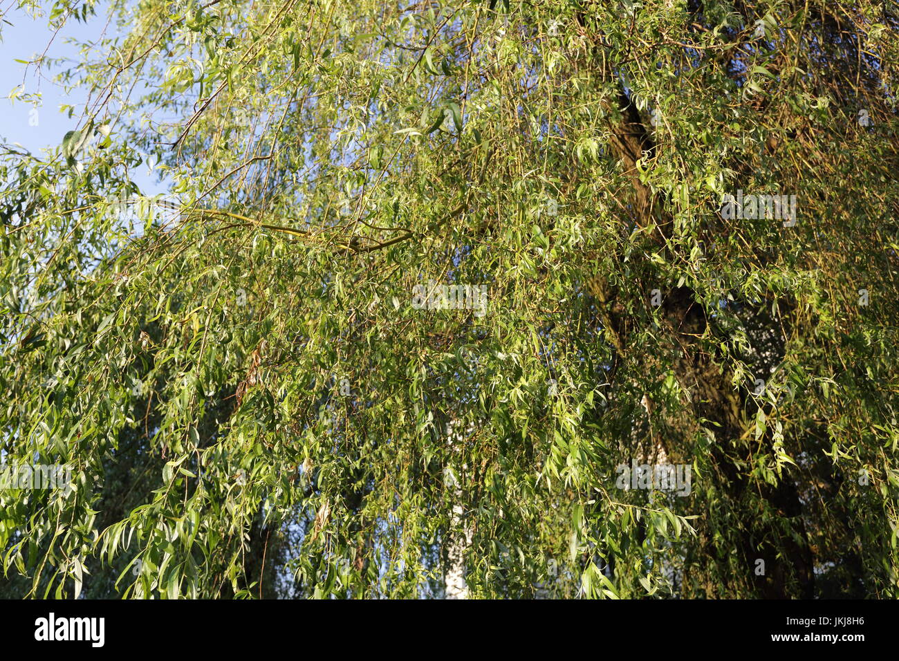 Willow fronds hi-res stock photography and images - Alamy