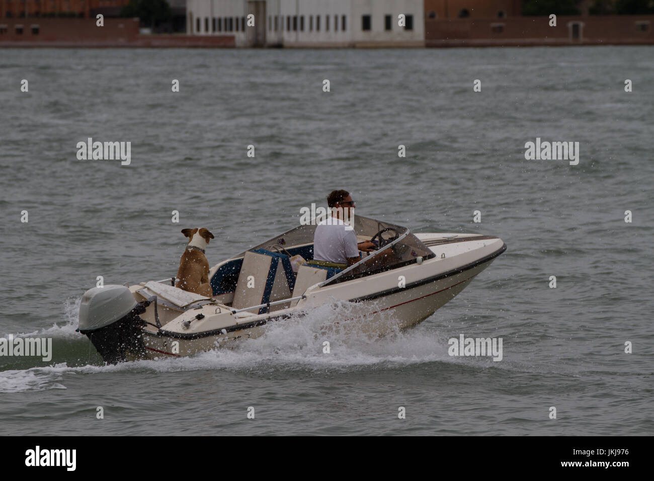 Speed boat with man and dog. Venice. Italy Stock Photo - Alamy