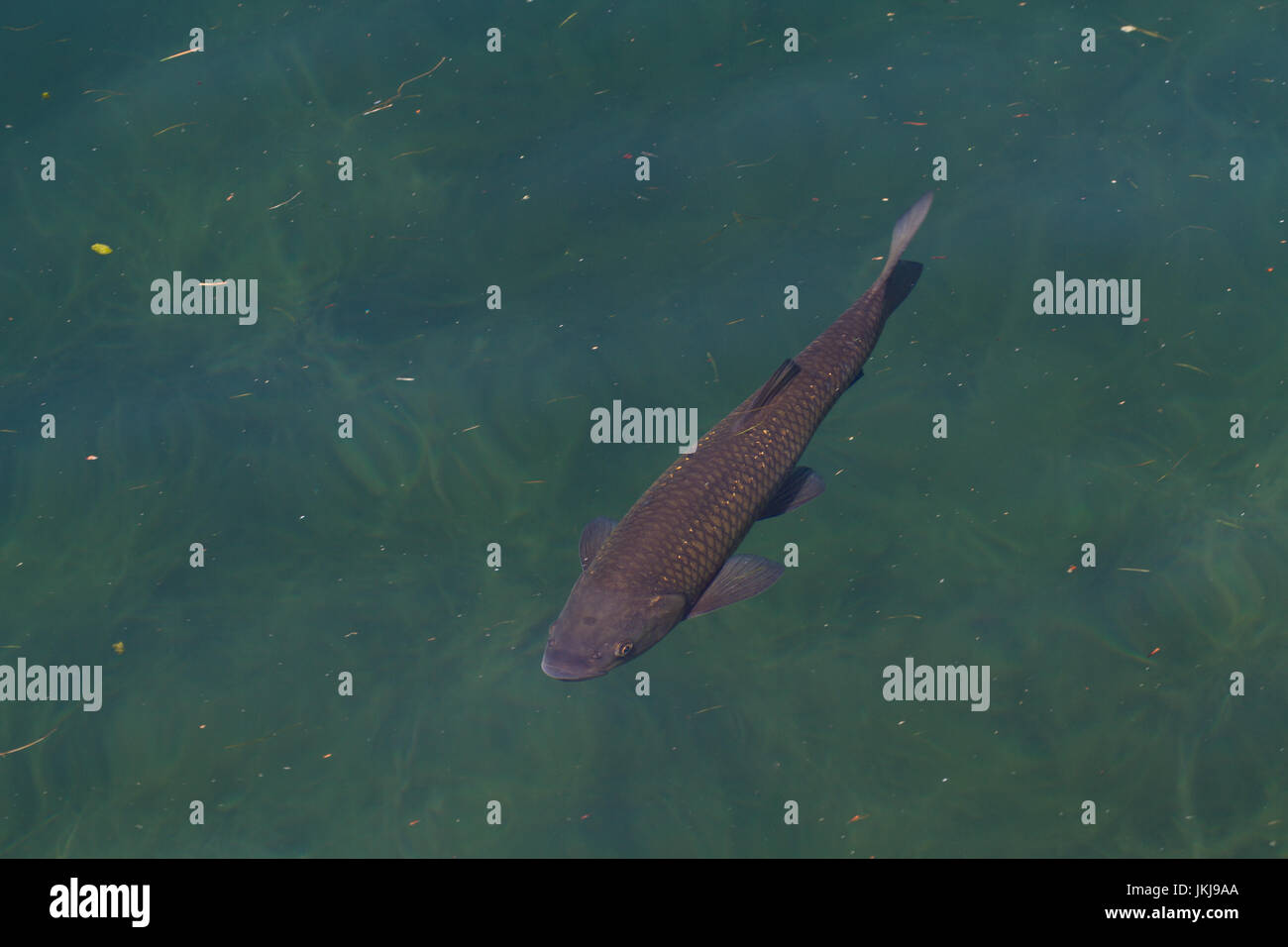 Waterlife lake garda hi-res stock photography and images - Alamy