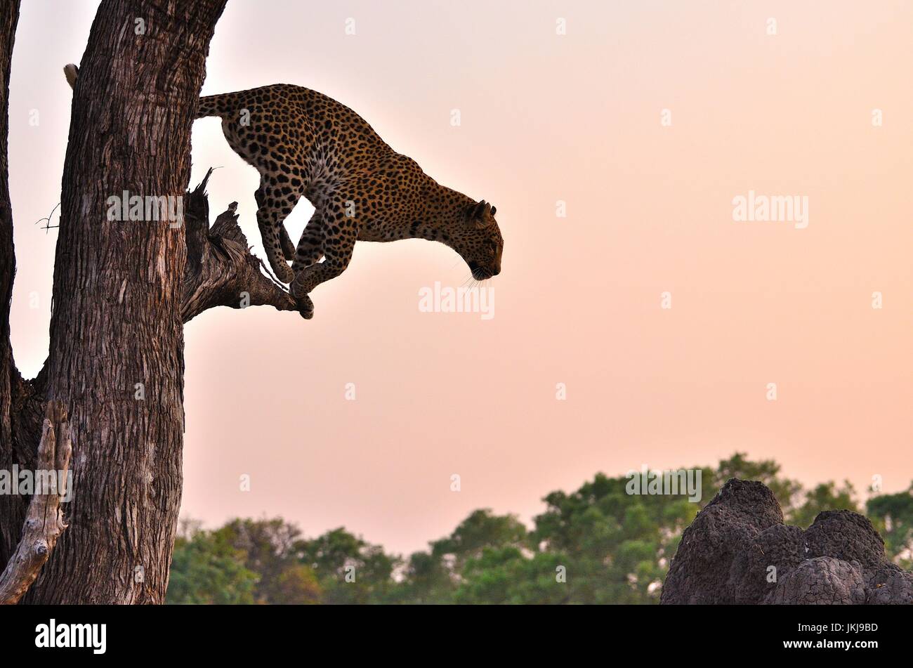 Leaping from tree hi-res stock photography and images - Alamy