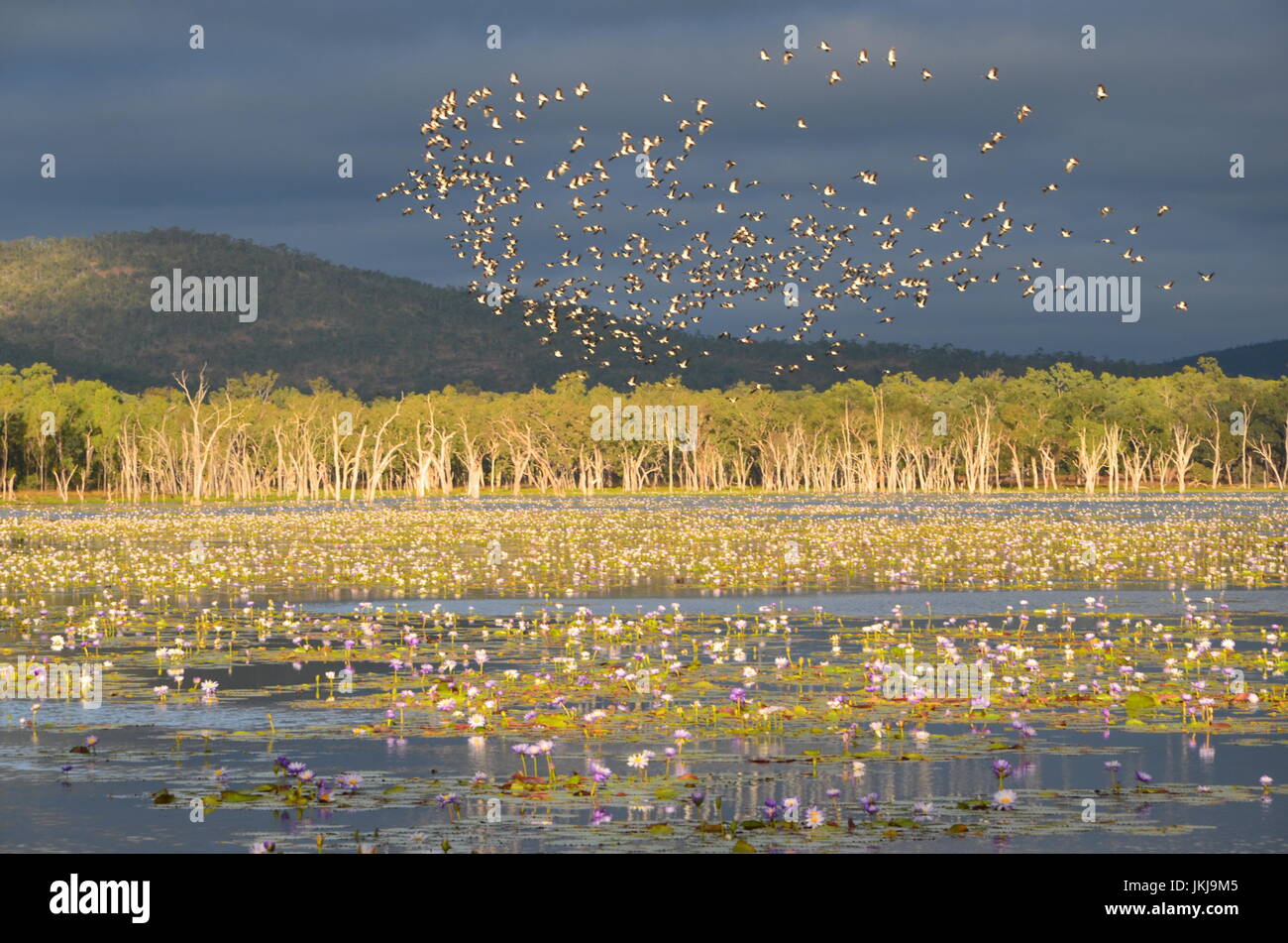 Birds flying over lagoon Stock Photo - Alamy
