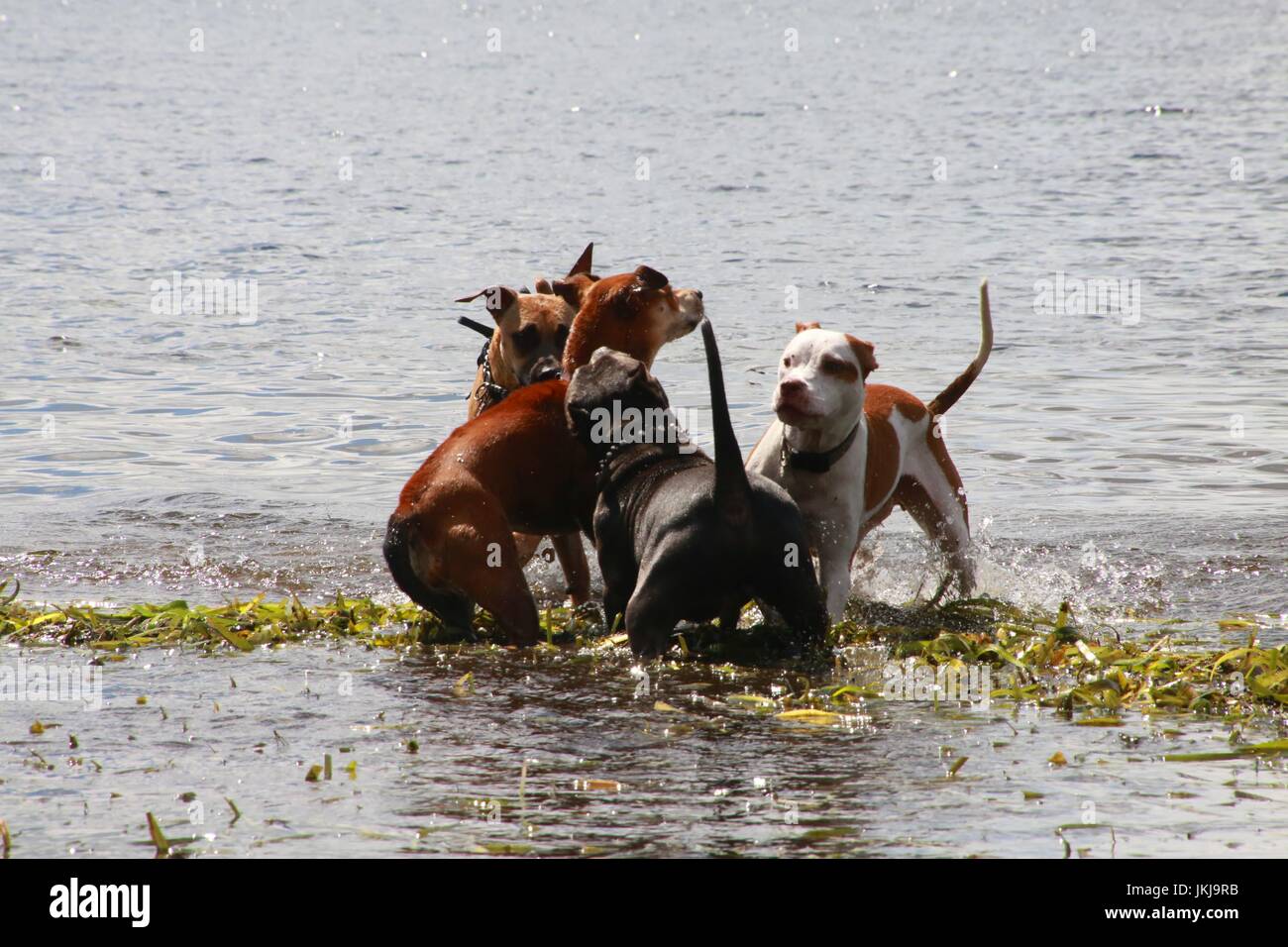 Dogs Playing with Each Other in Lake Stock Photo - Alamy