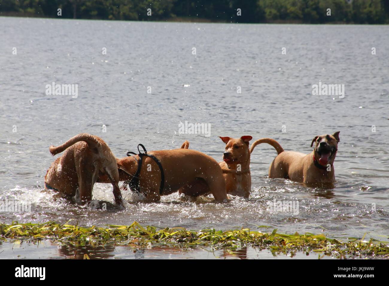 Dogs Playing with Each Other in Lake Stock Photo - Alamy