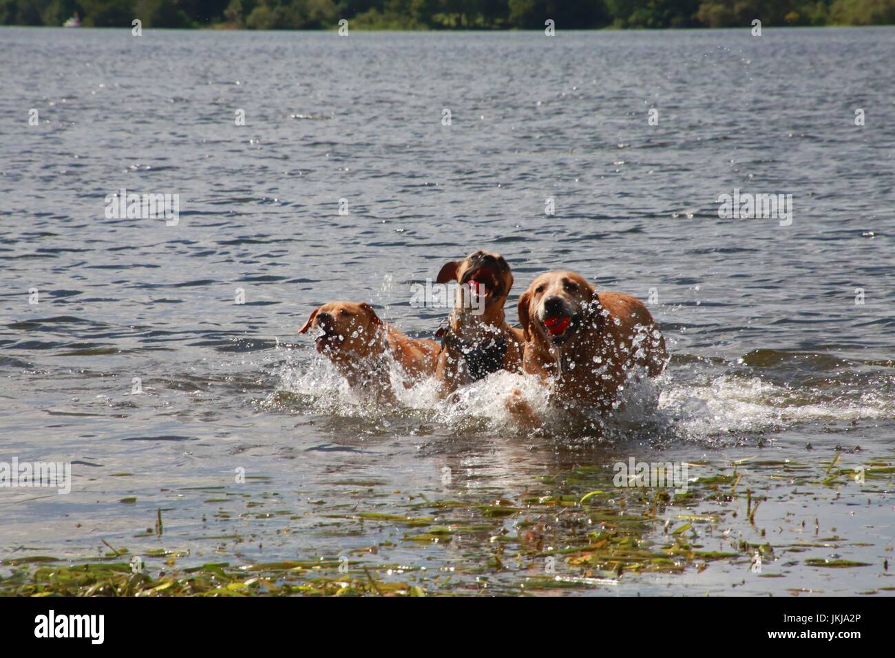 Dogs Playing with Each Other in Lake Stock Photo - Alamy