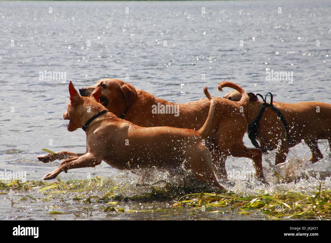 Dogs Playing with Each Other in Lake Stock Photo - Alamy