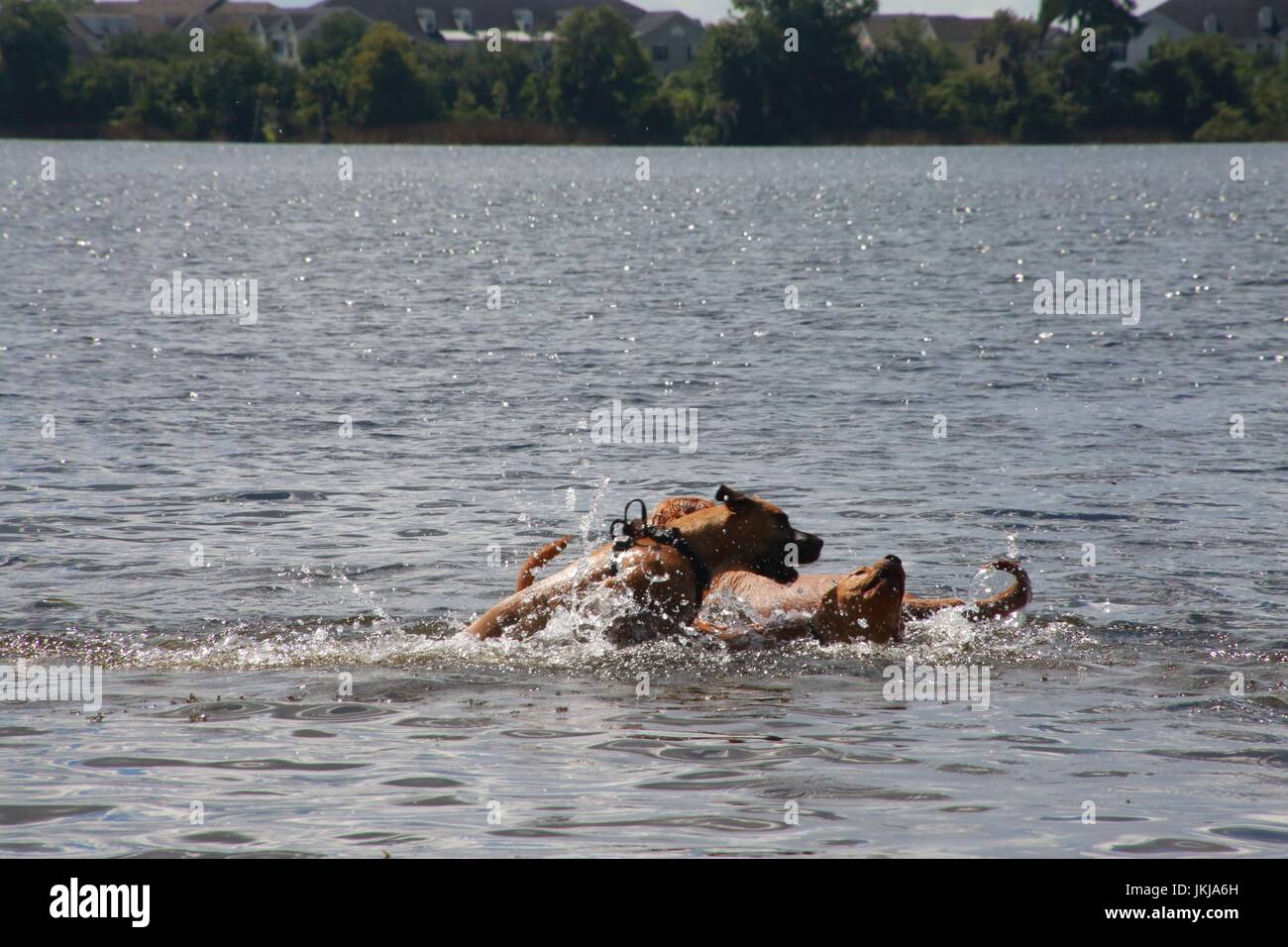 Dogs Playing with Each Other in Lake Stock Photo - Alamy