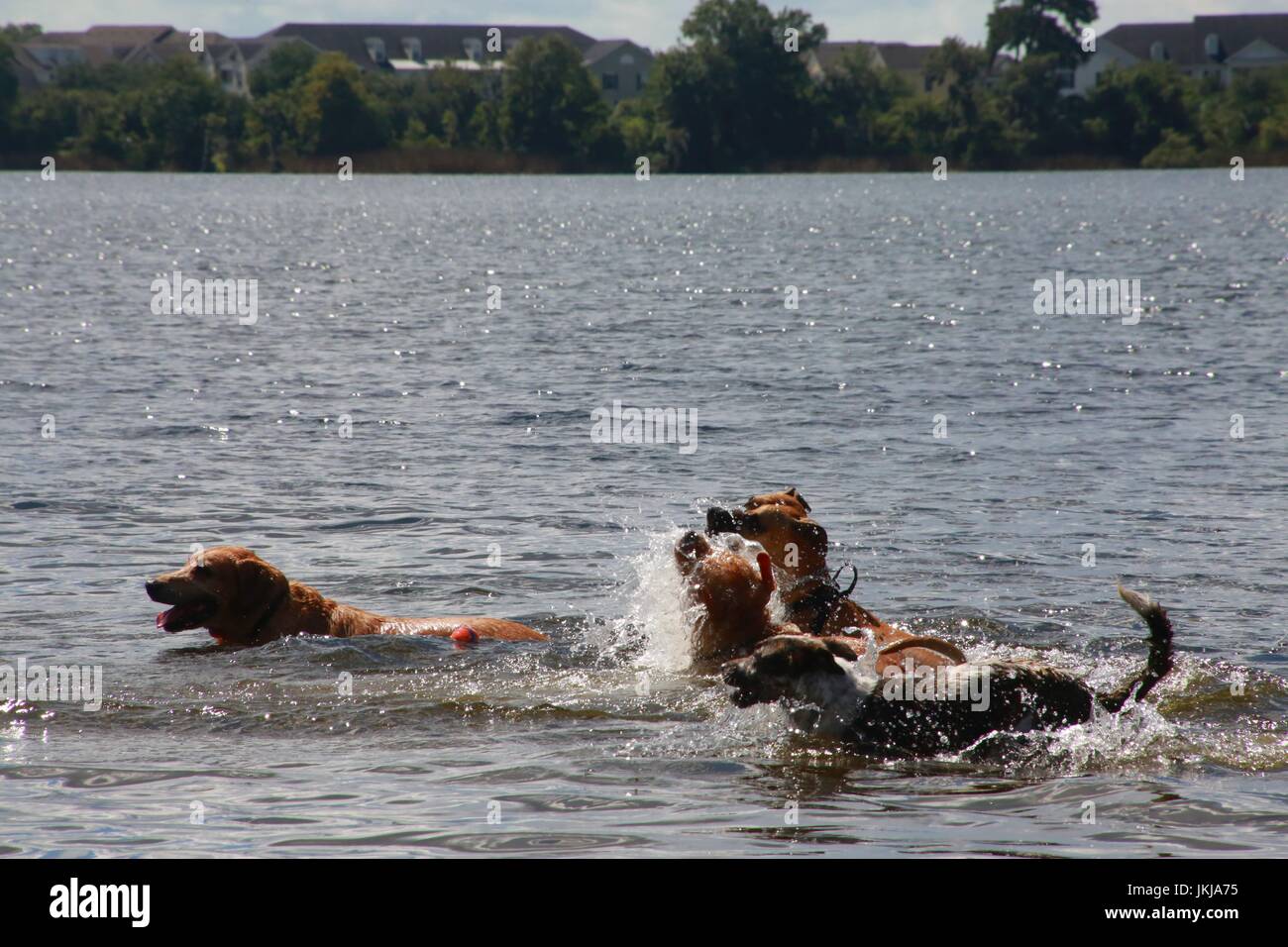 Dogs Playing with Each Other in Lake Stock Photo - Alamy