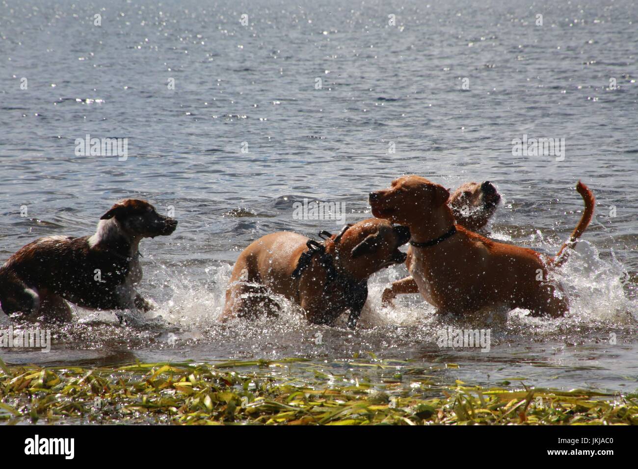 Dogs Playing with Each Other in Lake Stock Photo - Alamy