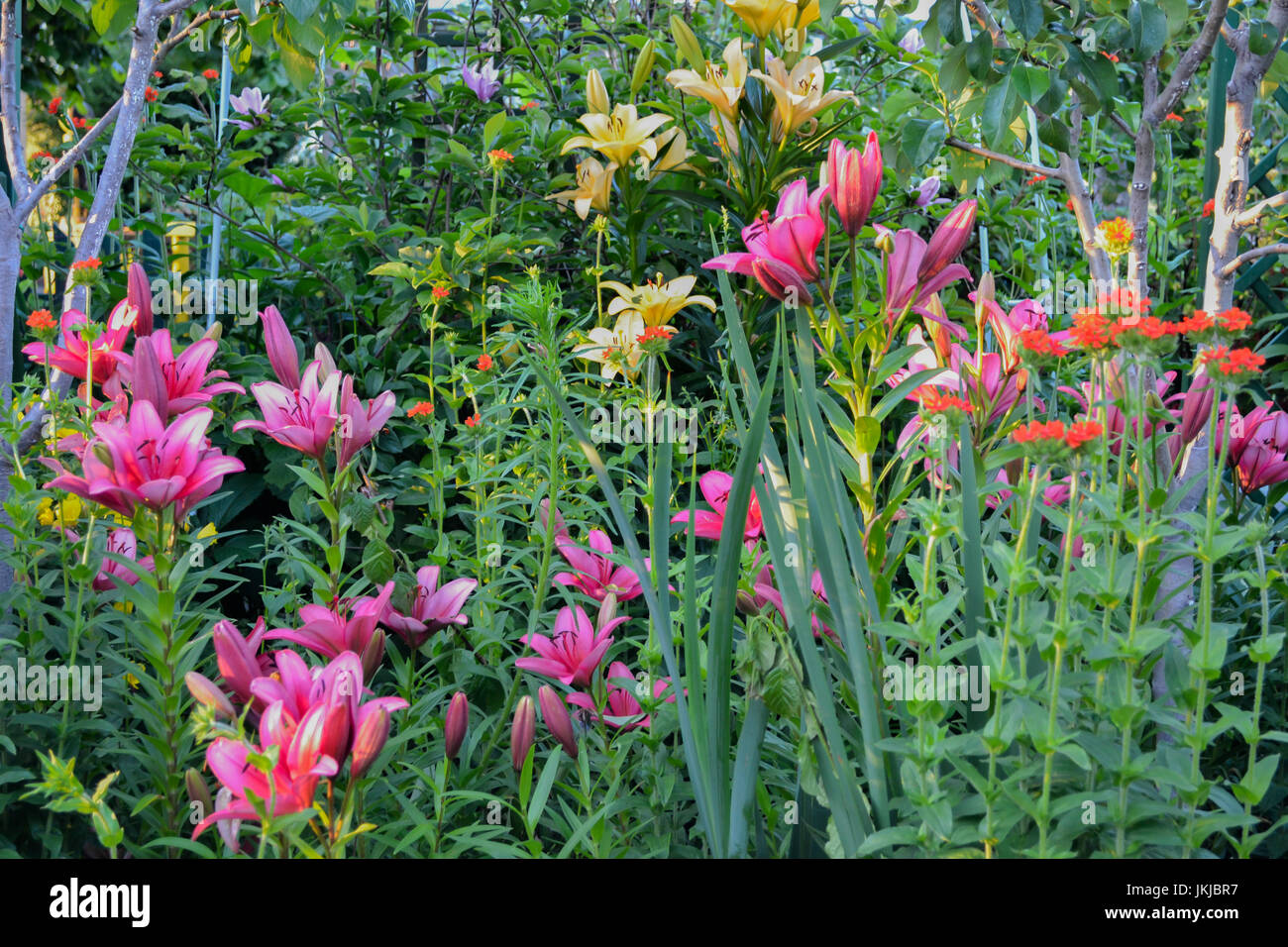 Lily flowers in the garden in Poland on the summer Stock Photo - Alamy