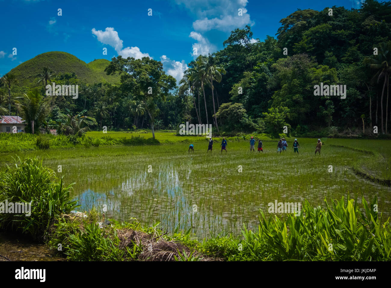 Rice fields in Cebu, Philippines - July 2016 Stock Photo - Alamy