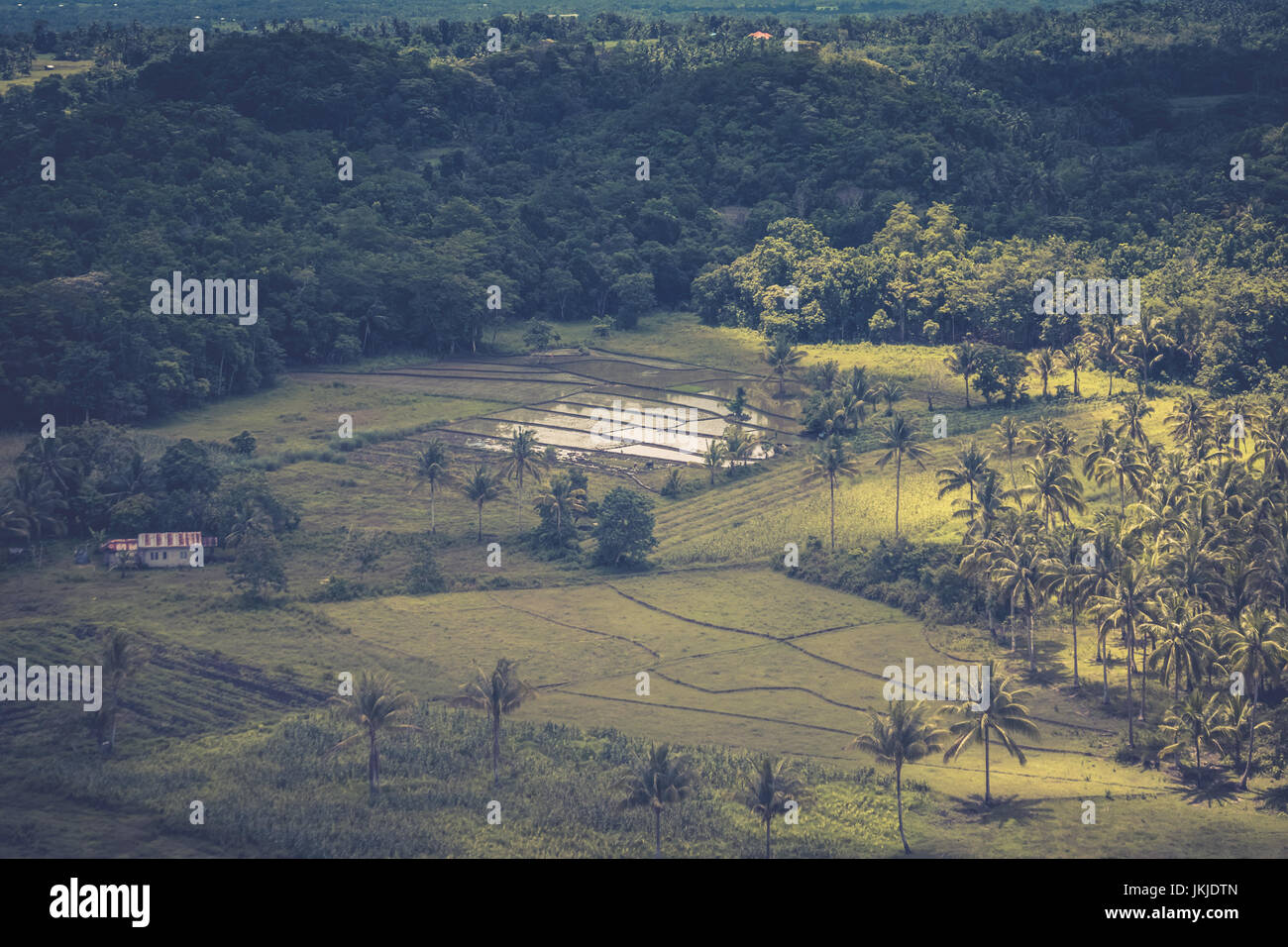 Forest and rice fields in Cebu, Philippines - July 2016 Stock Photo - Alamy