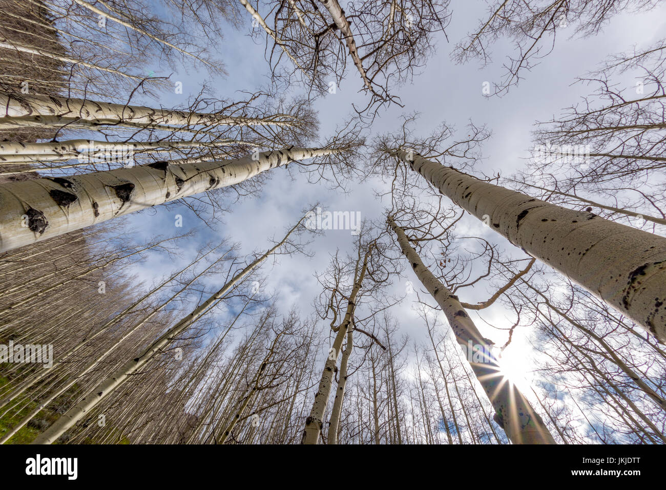 Natural forest of Aspen trees in the spring time Stock Photo - Alamy