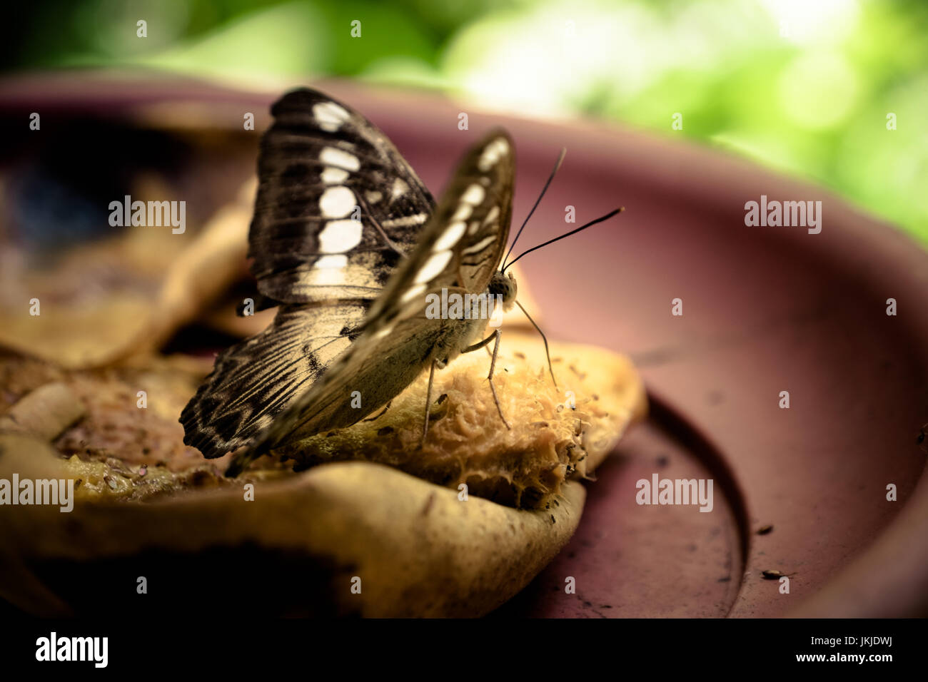 Butterflies in Cebu, Philippines - July 2016 Stock Photo - Alamy