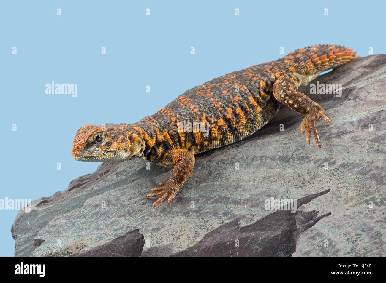 Saharan Spiny Tailed Lizard (Uromastyx geyri Stock Photo - Alamy